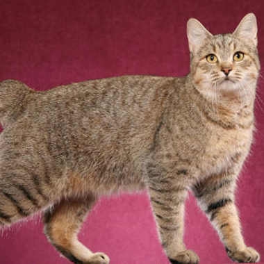 LegendTales Pixie-Bobs of Gilbert Arizona – The Golden Retrievers of Cats Since 1996