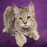 LegendTales Pixie-Bobs of Gilbert Arizona – The Golden Retrievers of Cats Since 1996