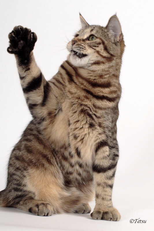 LegendTales Pixie-Bob females