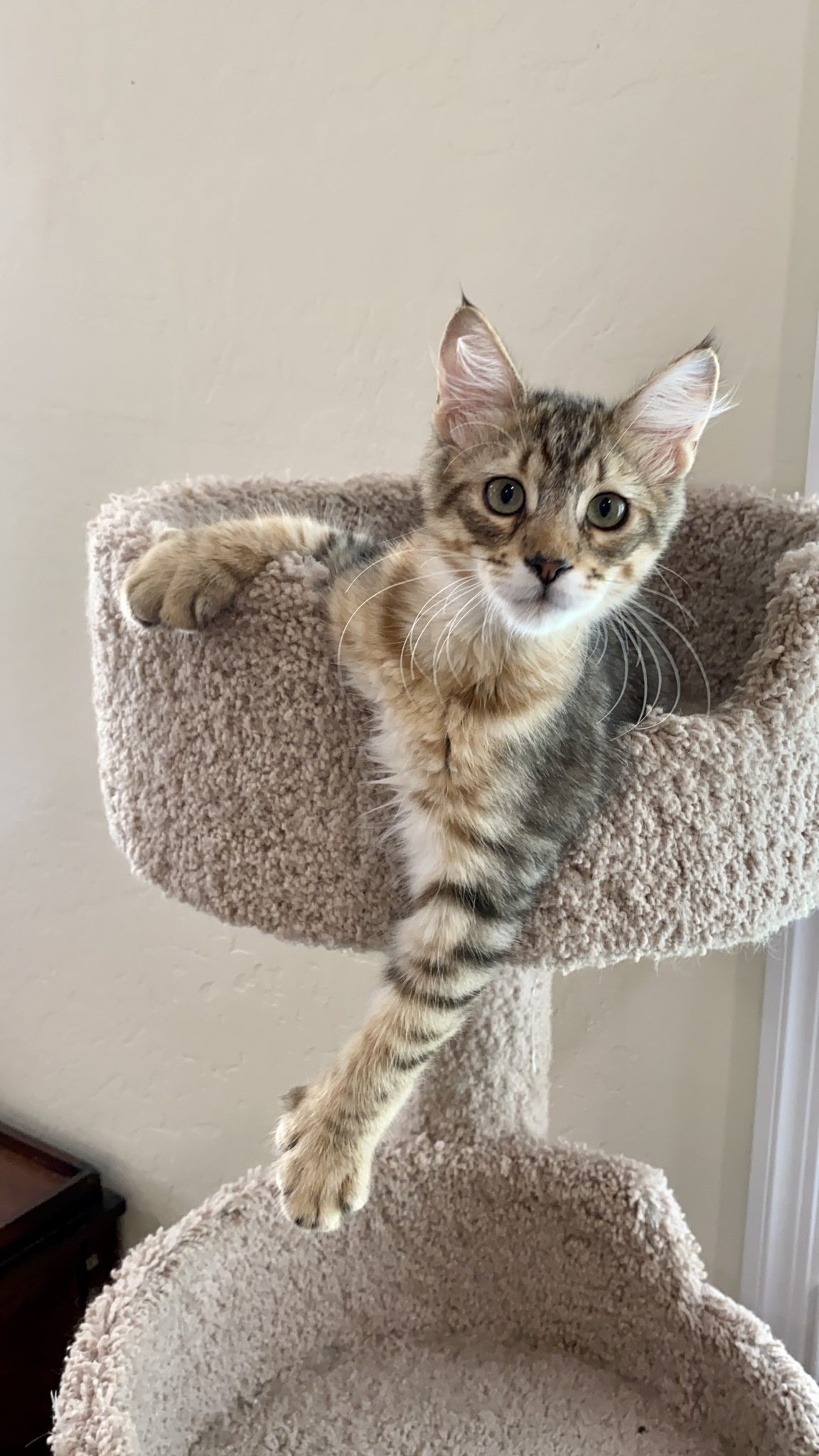 LegendTales Pixie-Bob kitten