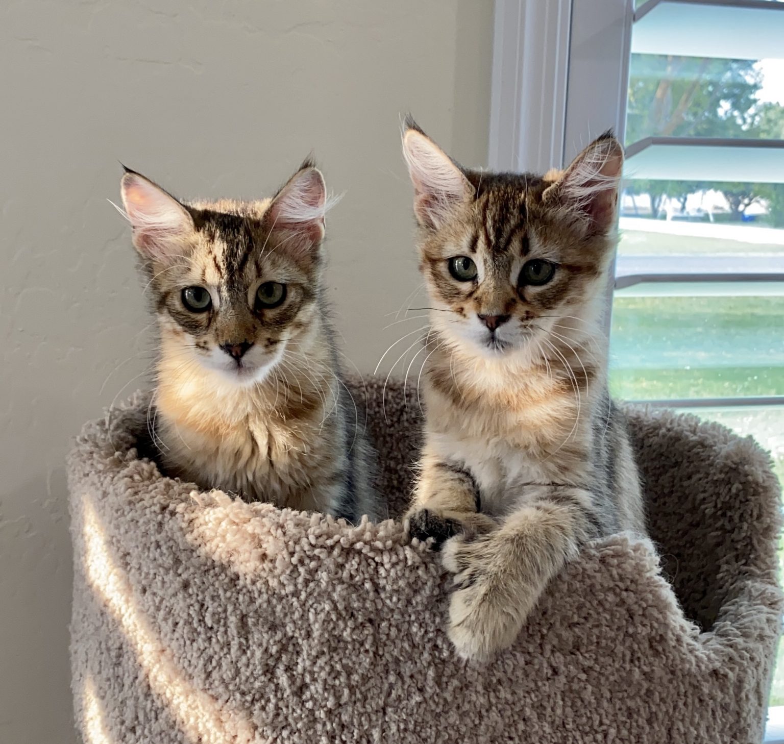 LegendTales Pixie-Bob kitten