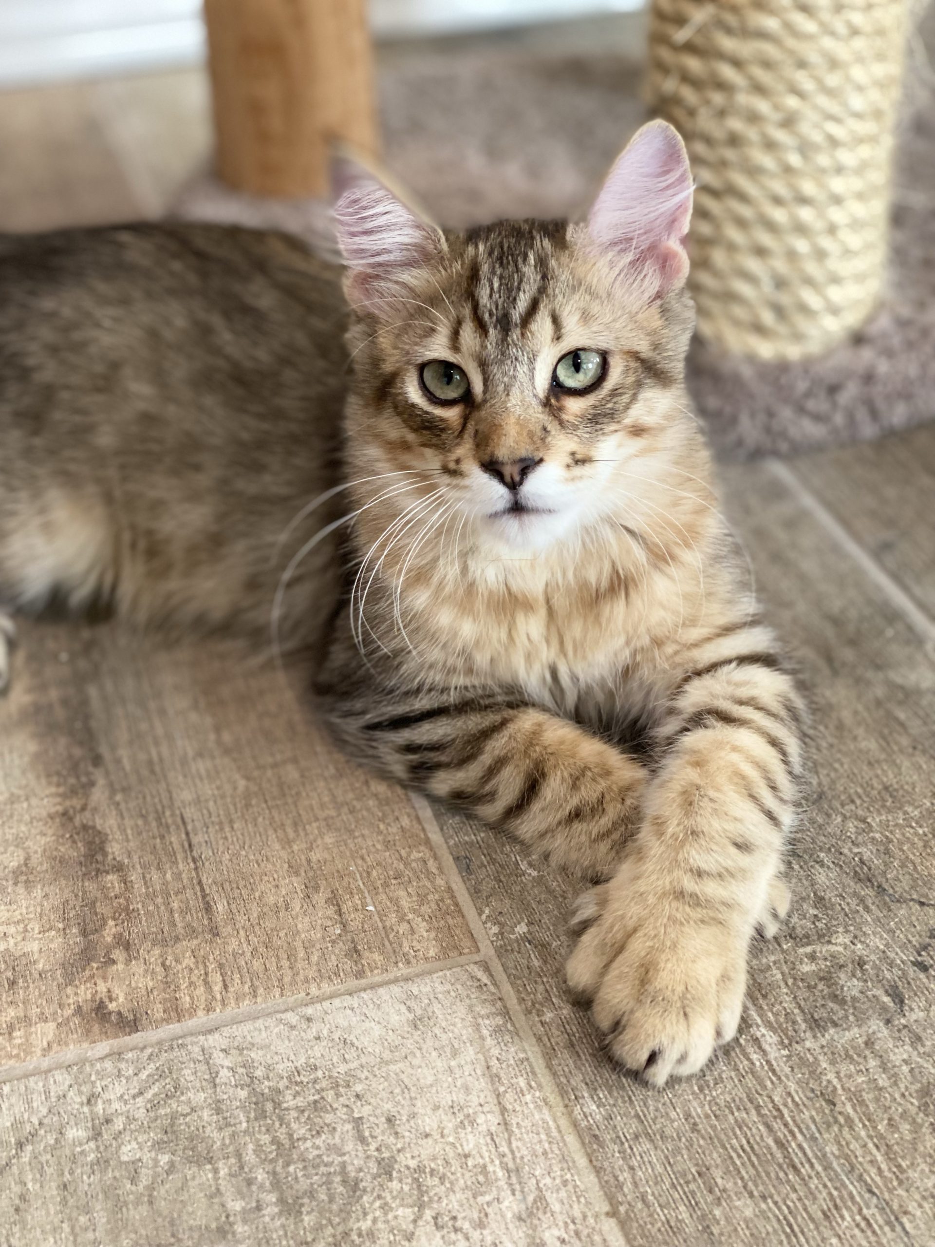 LegendTales Pixie-Bob kitten