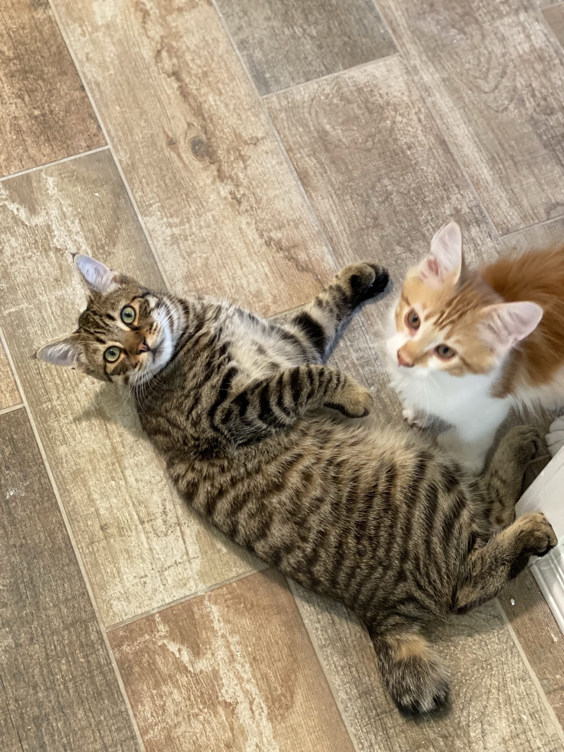 LegendTales Pixie-Bob kittens