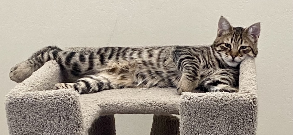 LegendTales Pixie-Bob kittens