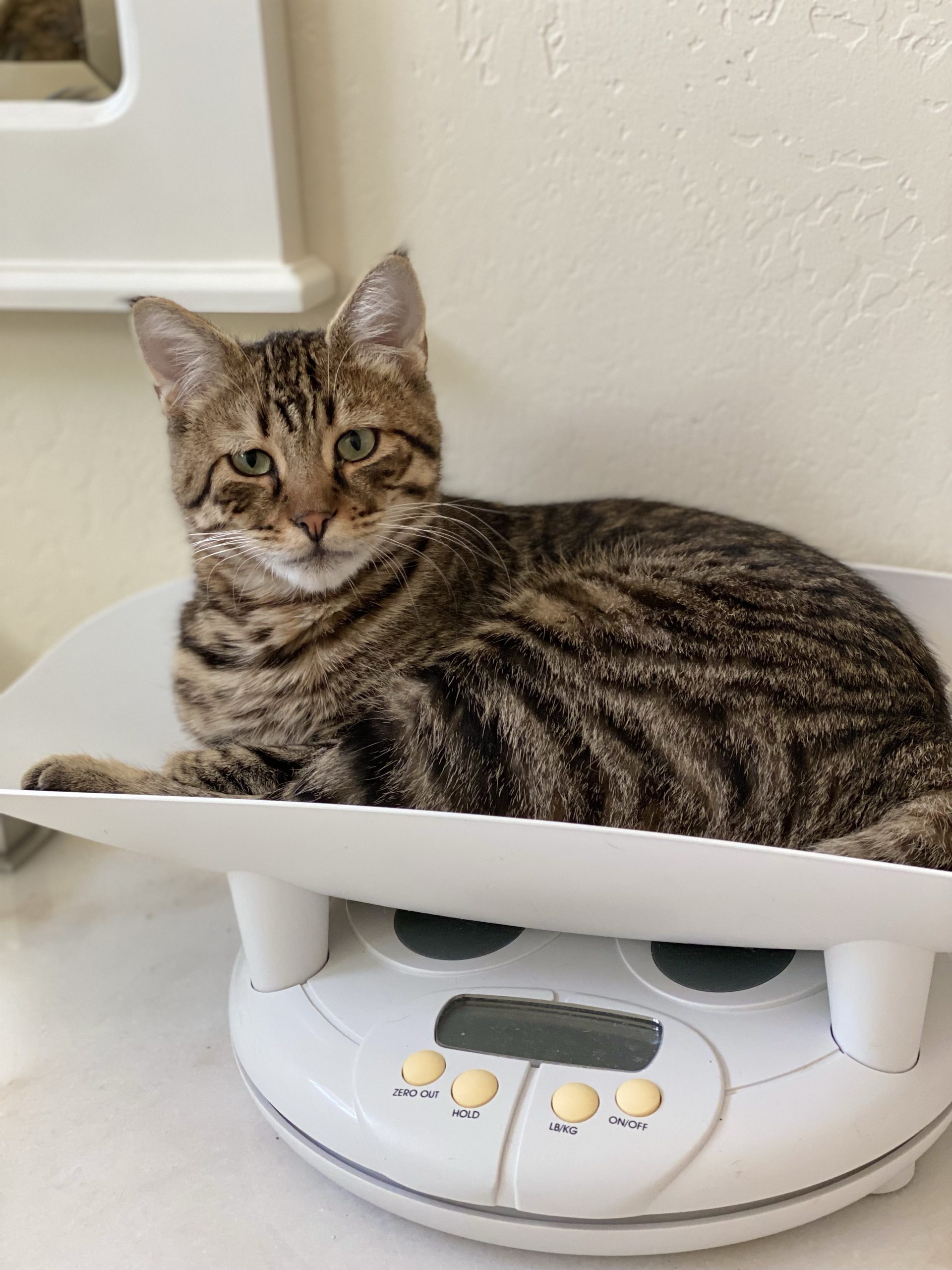 LegendTales Pixie-Bob kittens