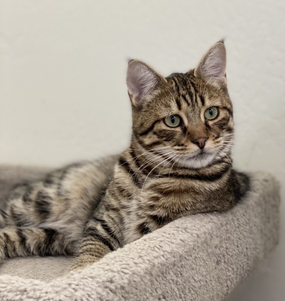 LegendTales Pixie-Bob kittens