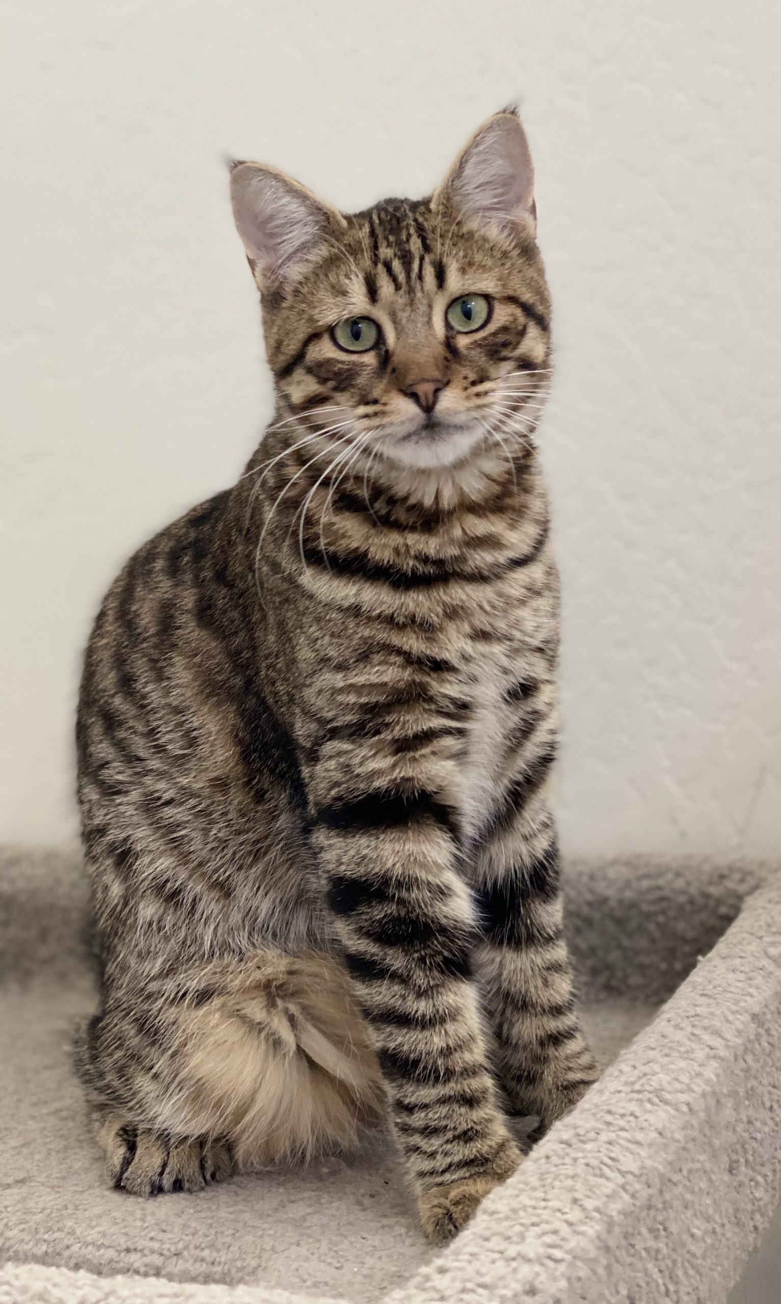 LegendTales Pixie-Bob kittens