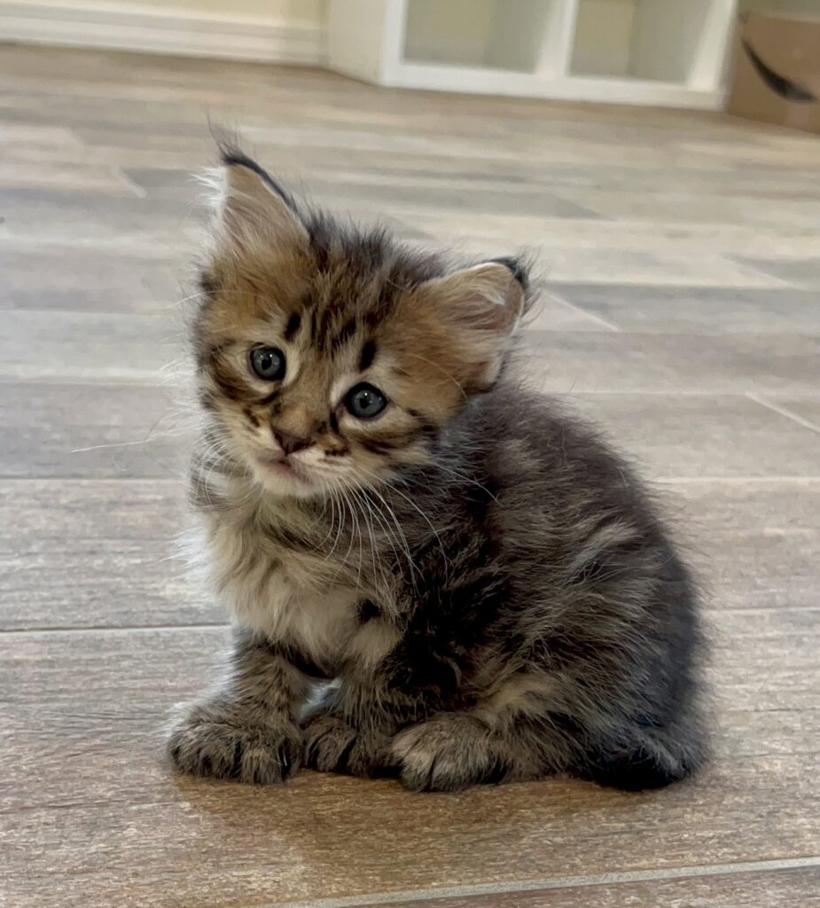 LegendTales Pixie-Bob kitten