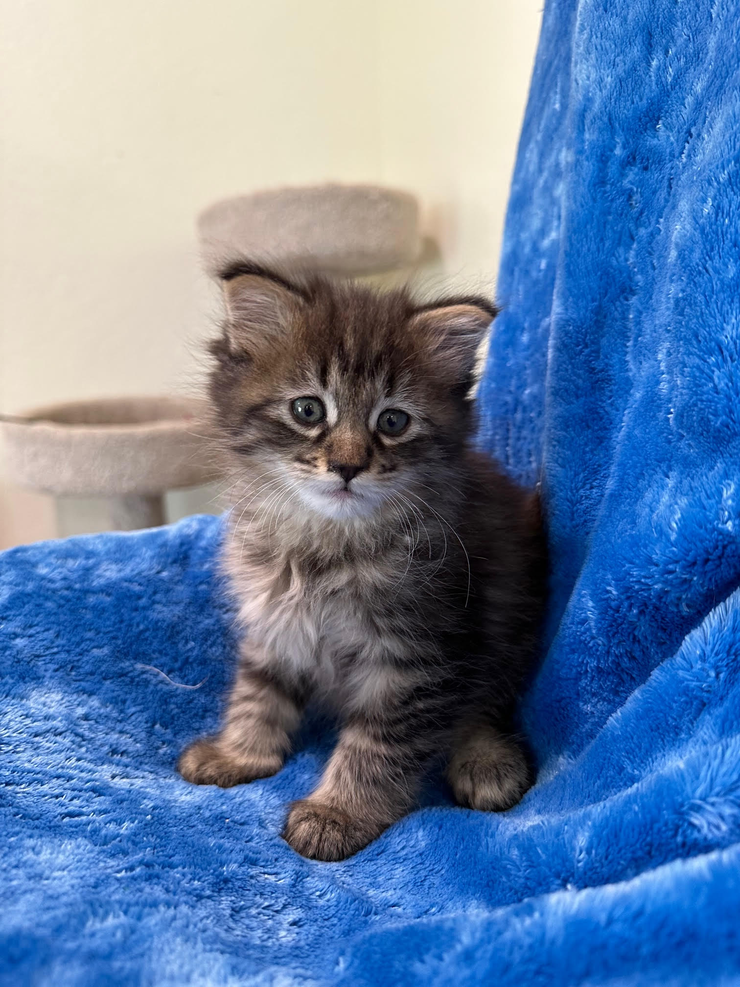 LegendTales Pixie-Bob kitten