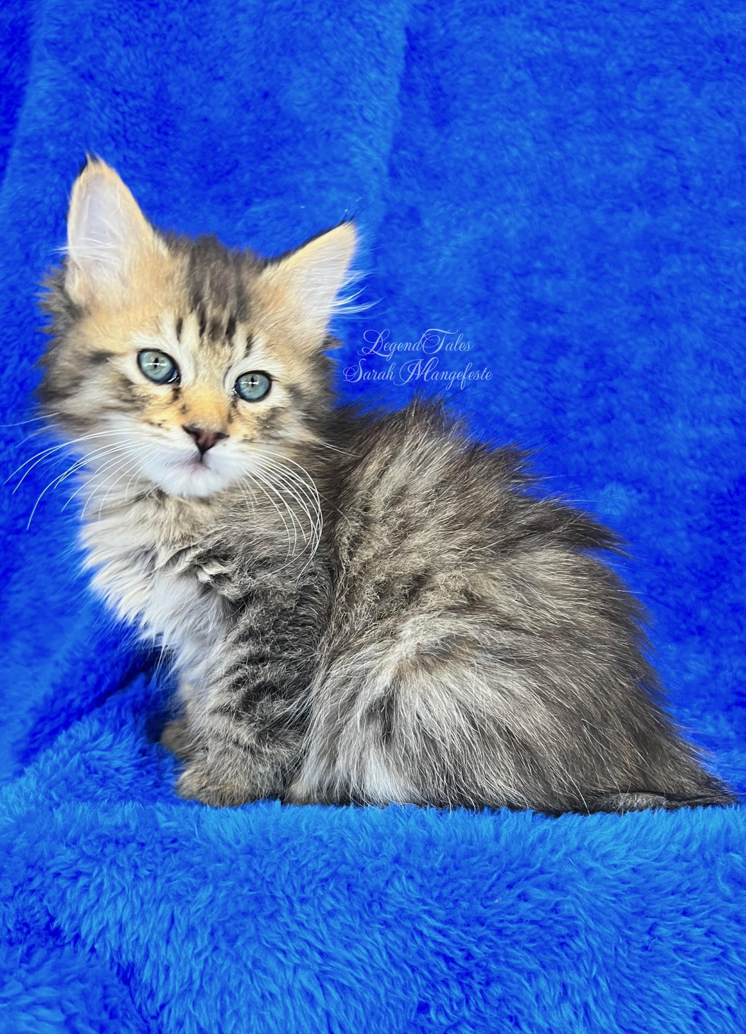 LegendTales Pixie-Bob kitten