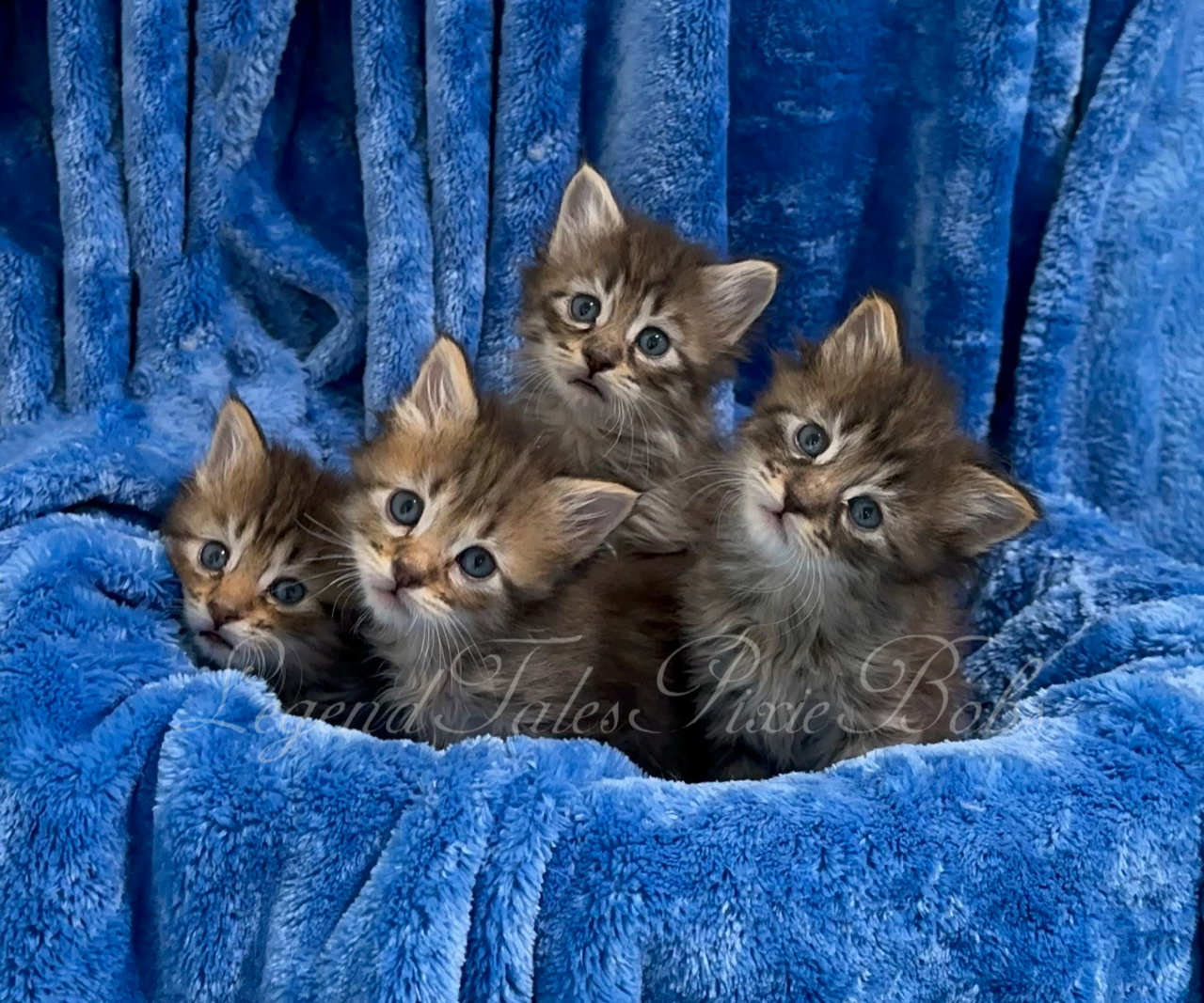 LegendTales Pixie-Bob kitten