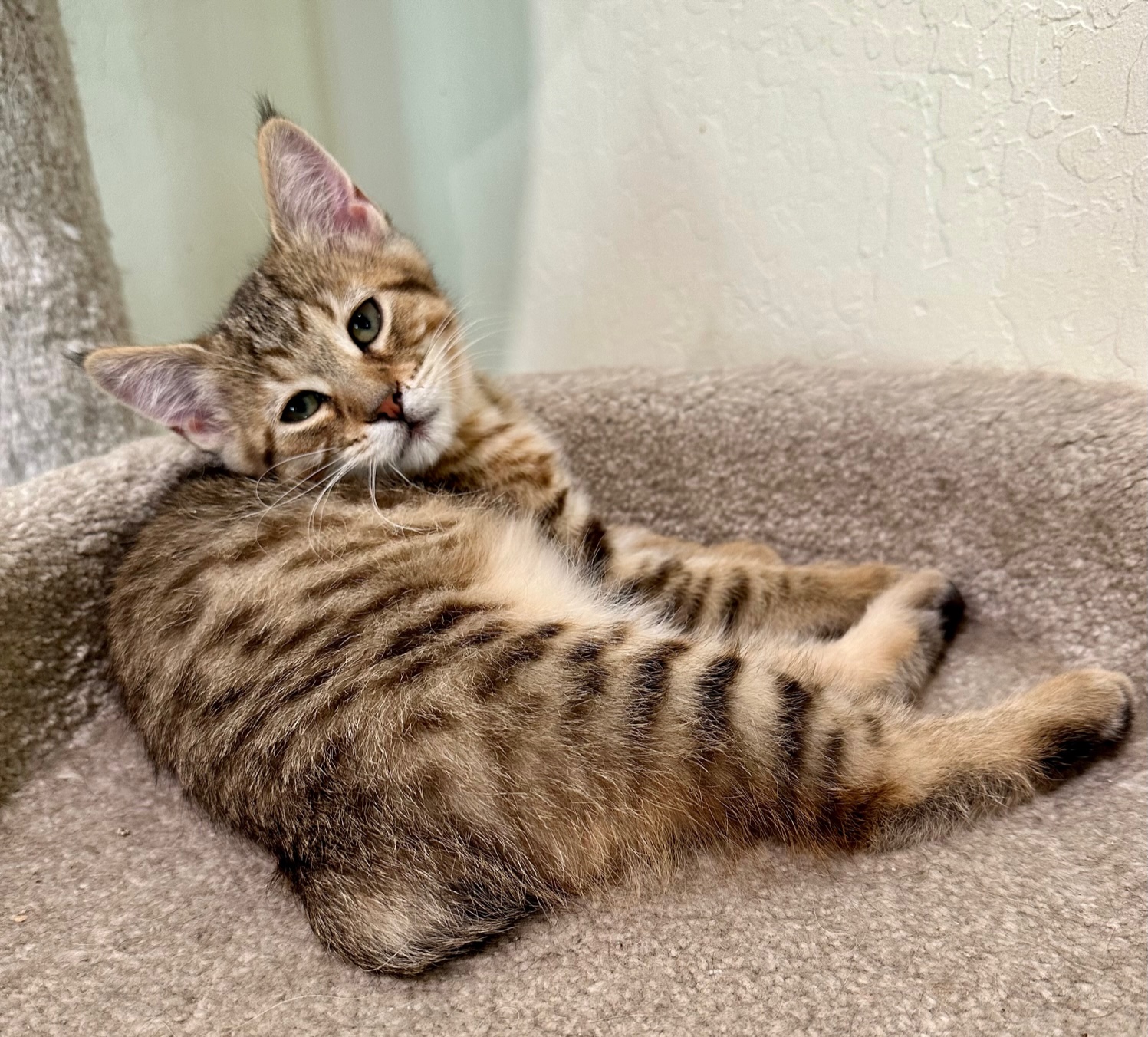 Legendtales Pixie-Bobs