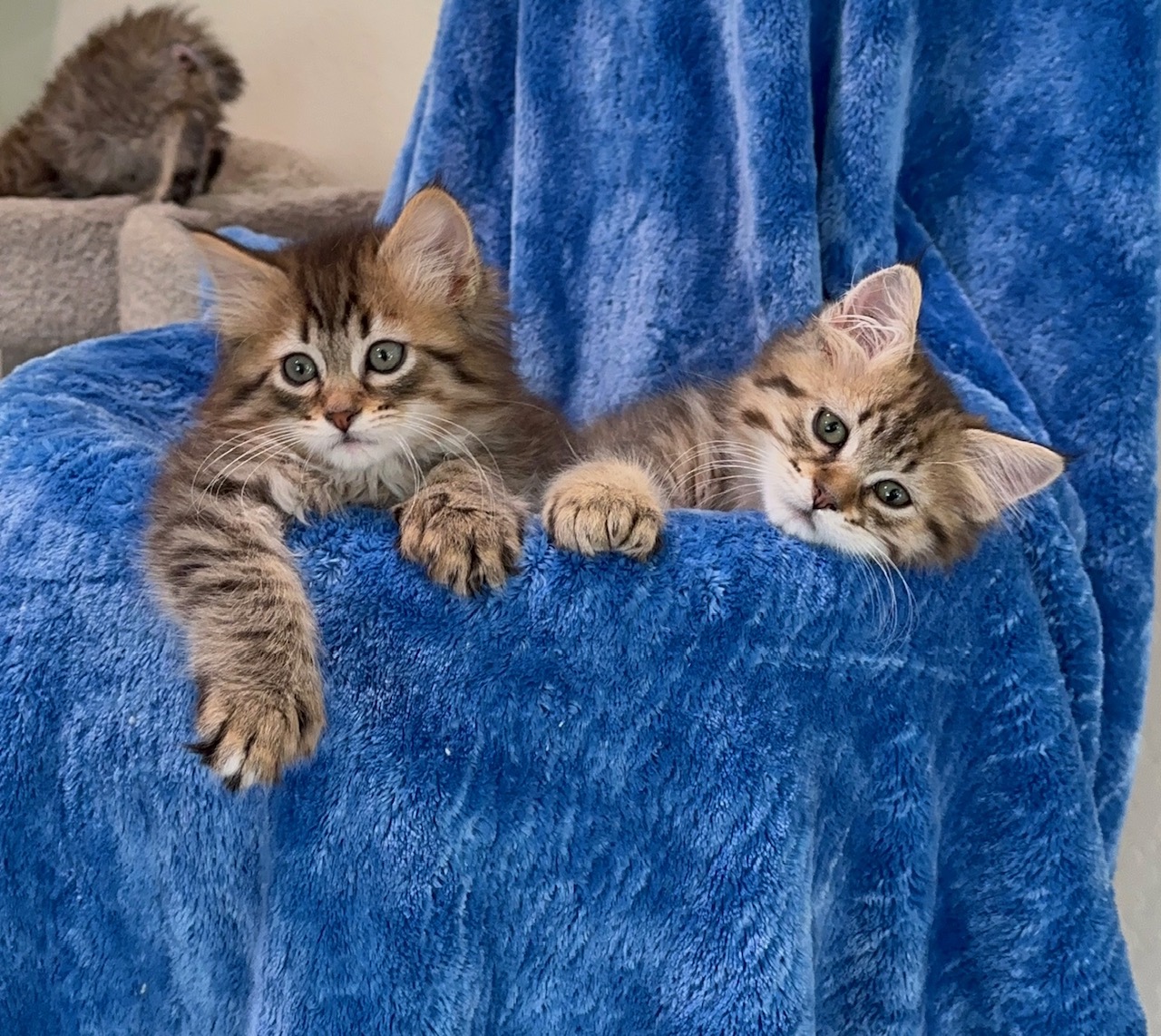 Legendtales Pixie-Bobs