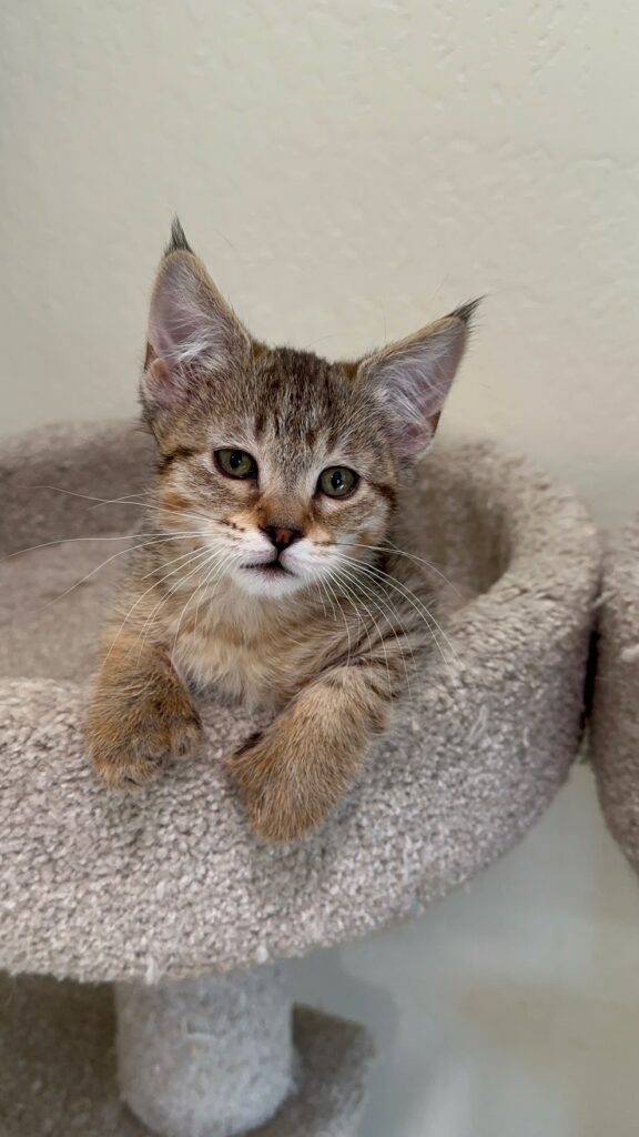 Legendtales Pixie-Bobs