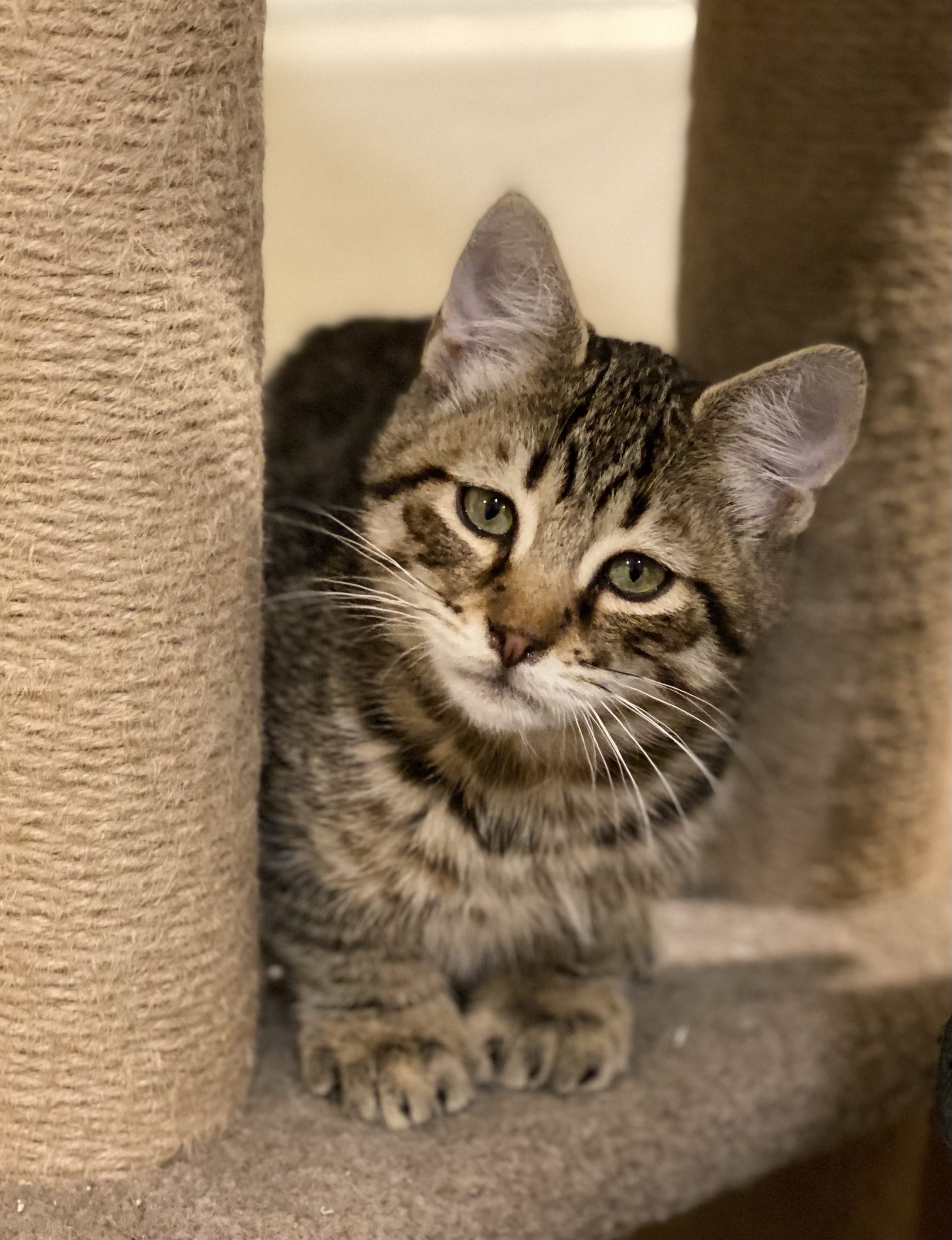 LegendTales Pixie-Bob kitten