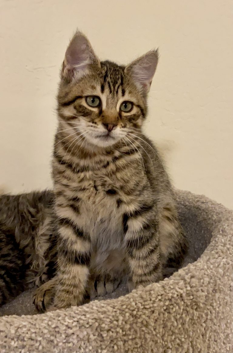 LegendTales Pixie-Bob kitten