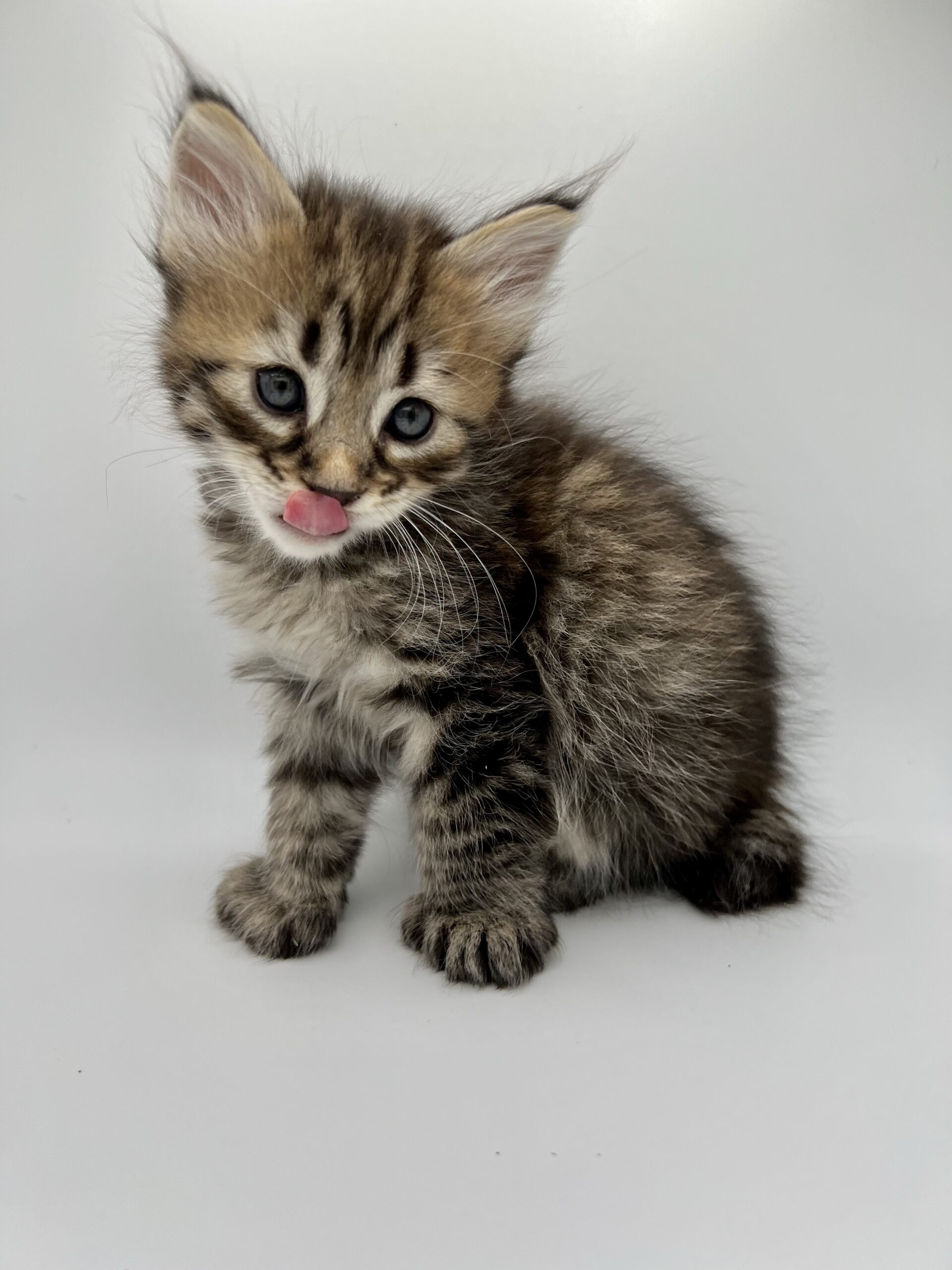 LegendTales Pixie-Bob kitten