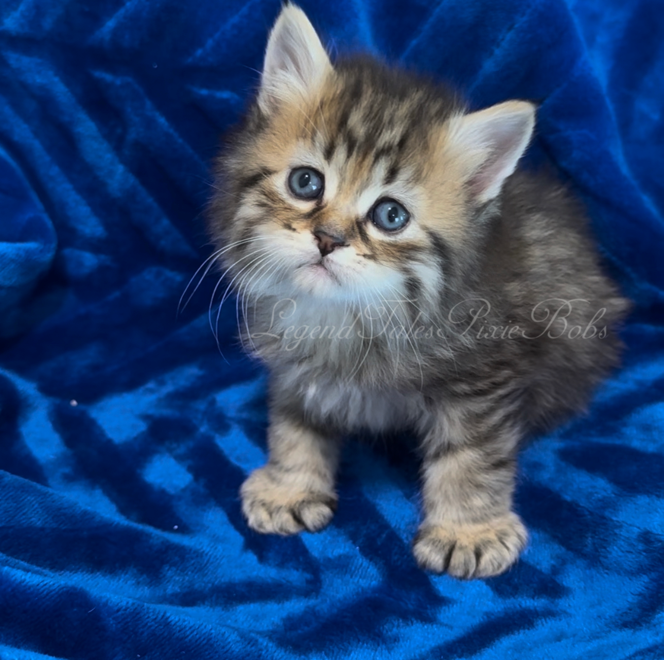 LegendTales Pixie-Bob kitten